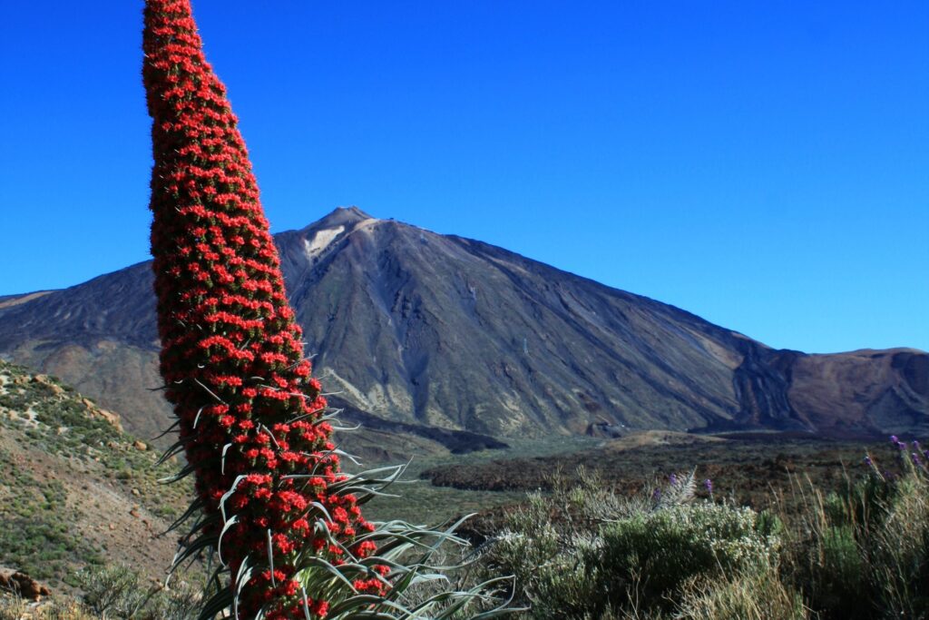 Quad trip to Mount. Teide form Santiago del Teide - 3 hours - Tenerife ...
